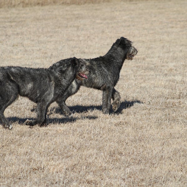 Photos at Boondocks Irish Wolfhounds - Nichols, IA