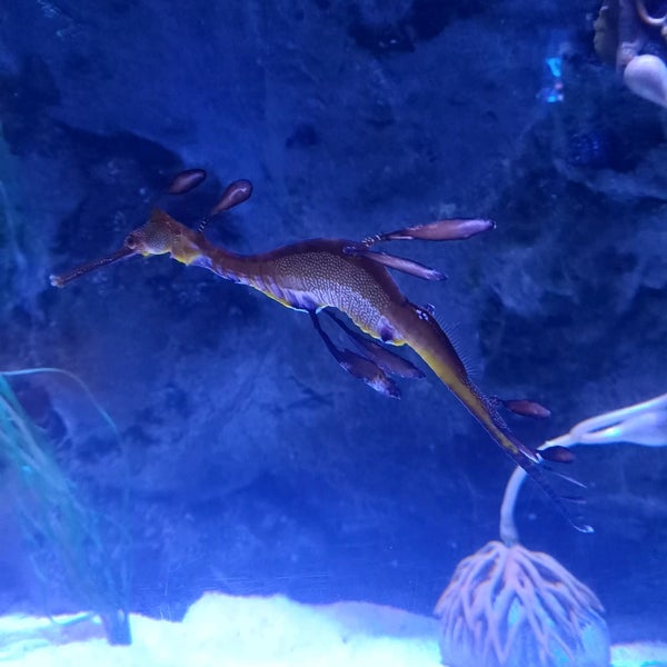 Underwater World - Mooloolaba, QLD
