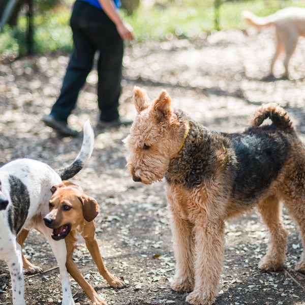 Shady Acres Pet Ranch - 3901 Sam Bass Rd