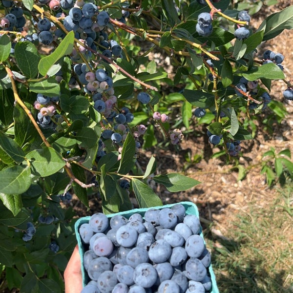 Ward's Berry Farm - Farm in Sharon