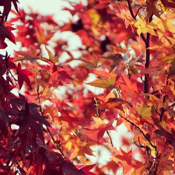 Fairview Park - Eastlake - Seattle, WA