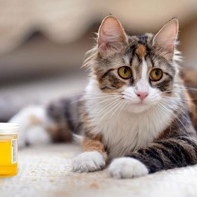 Photos at Urban Tails Pet Supply - Lowry Hill East - 2106 Lyndale Ave S