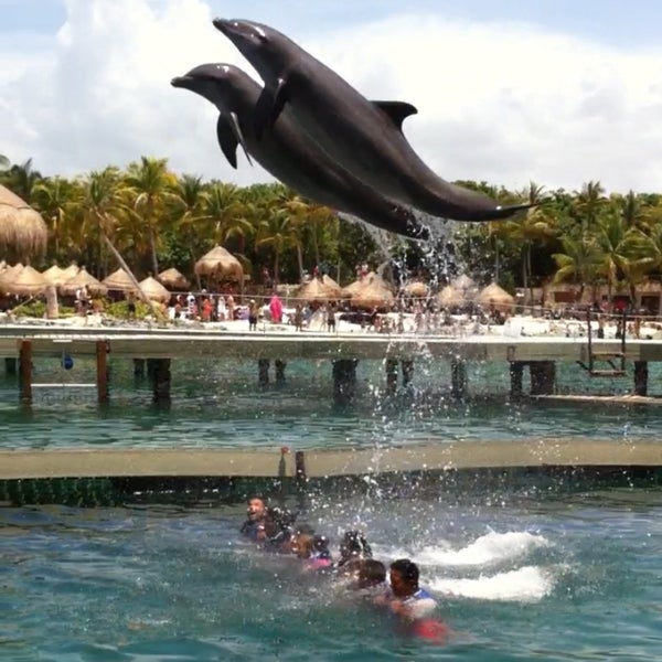 Delphinus Xcaret Dauphin – Xcaret Delphinarium Dauphin – NYDXRF