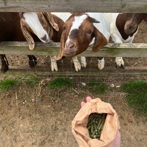 Cotswold Farm Park - Farm in Cheltenham