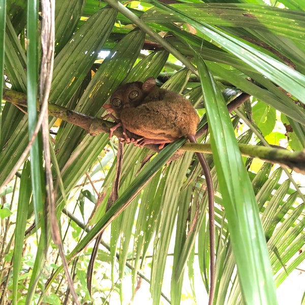 Tarsier Conservation Area - 23 tips