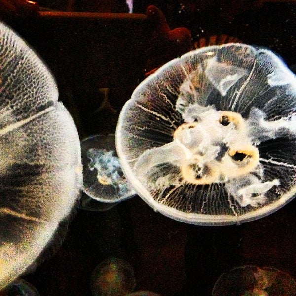 Alaska Sea Life Center - Aquarium in Seward