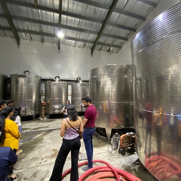 York Winery Pvt. Ltd. - Vineyard in Nashik