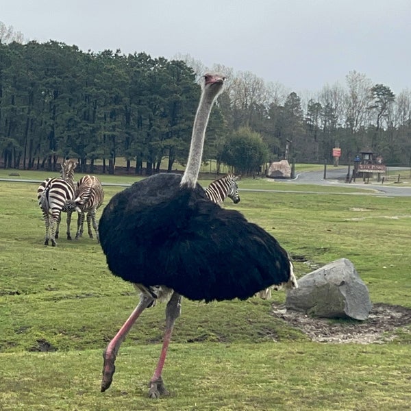 Six Flags Wild Safari - 37 tips from 3402 visitors