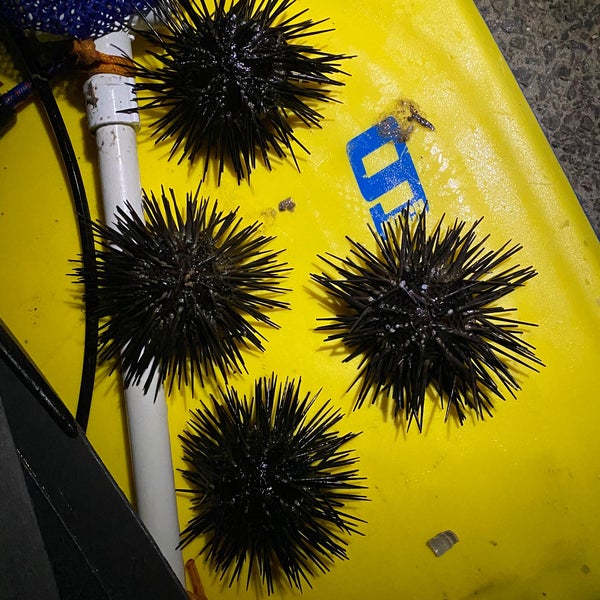 Mariner's Point - Mission Beach - San Diego, CA