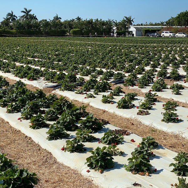 Knaus Berry Farm - Homestead, FL