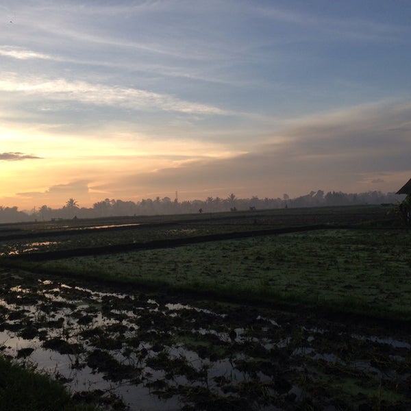 Alas Kedaton Rice Field Scenery - Tabanan, Bali