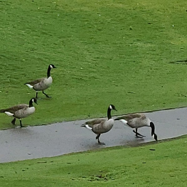 Nashboro Golf Club - Golf Course in Nashboro Village