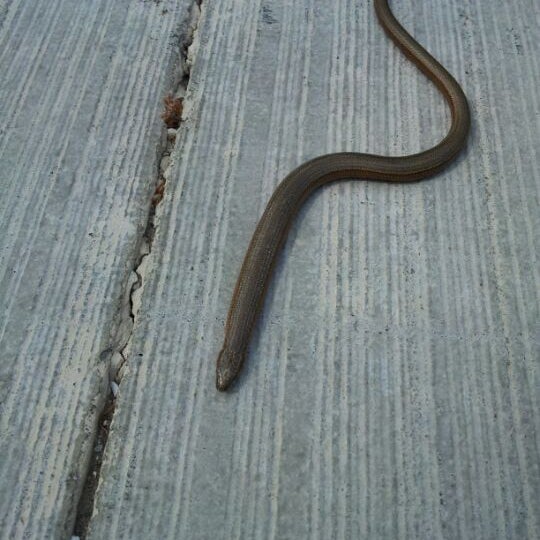 Eethuis Halte Assel - Assel 1