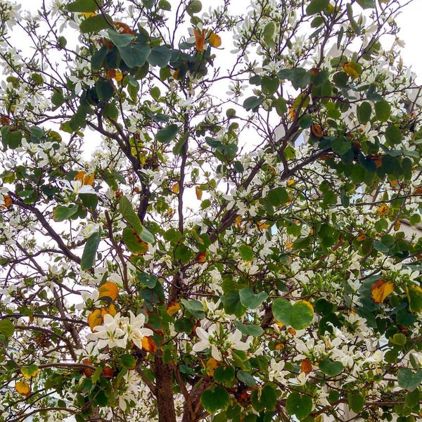 Starco Center - Office in Beirut