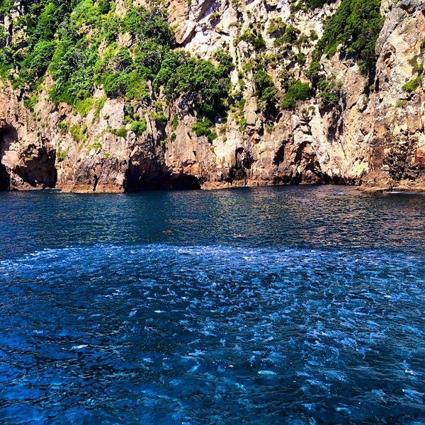 Poor Knights Islands Marine Reserve - 4 tips from 24 visitors