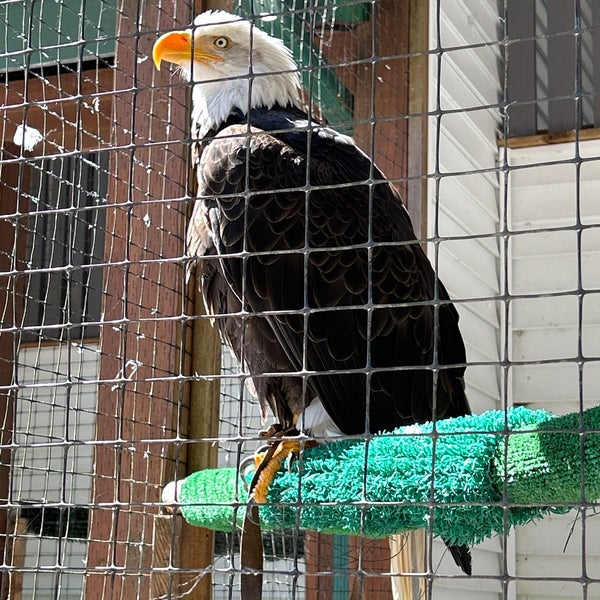 Alaska Raptor Center - Sitka, AK