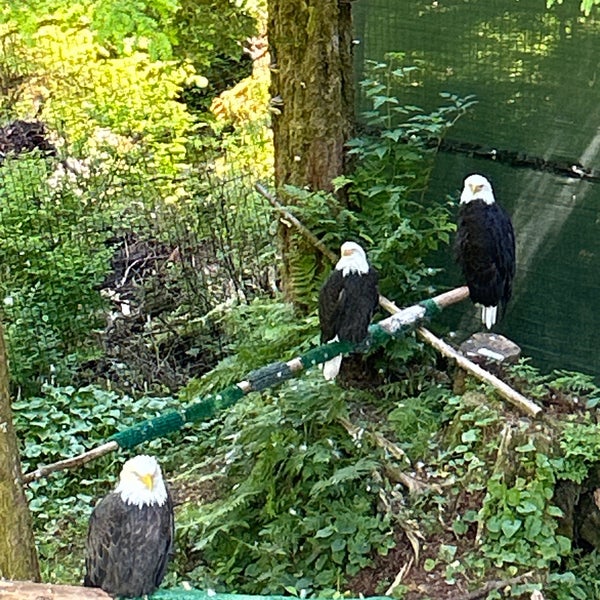 Alaska Raptor Center - Sitka, AK