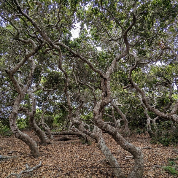 Elfin Forest - 5 tips from 257 visitors