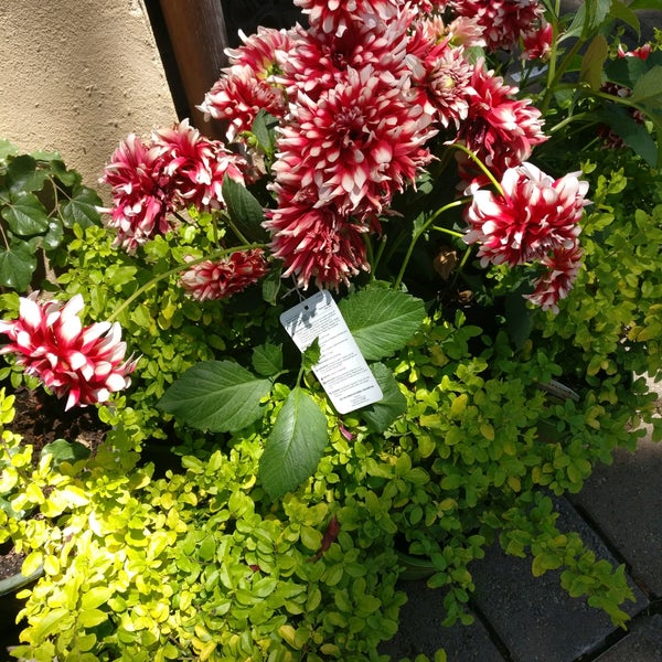 Photos at Alden Lane Nursery - Livermore-Pleasanton, CA