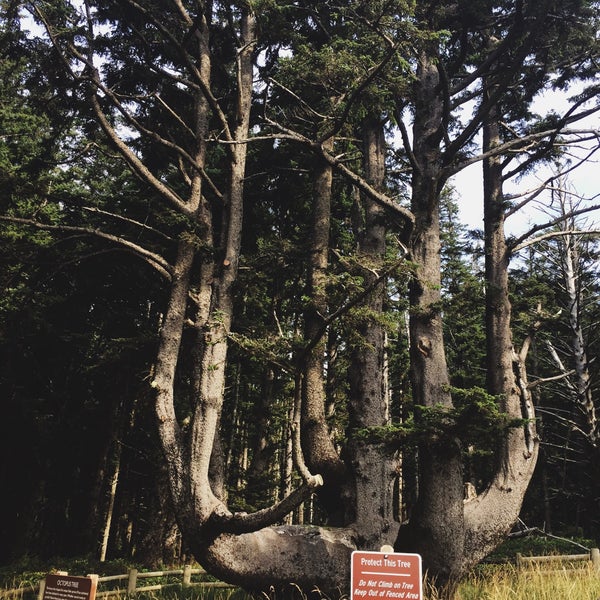 Photos at Octopus Tree - Cape Meares Lighthouse Dr