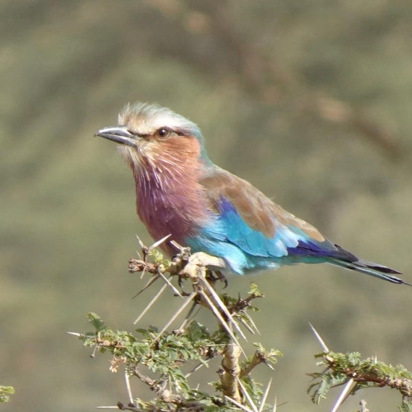 Lake Nakuru National Park - Nakuru, Nakuru