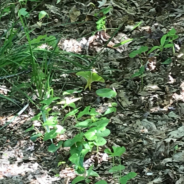 Great Swamp Wildlife Observation Center - New Vernon, NJ