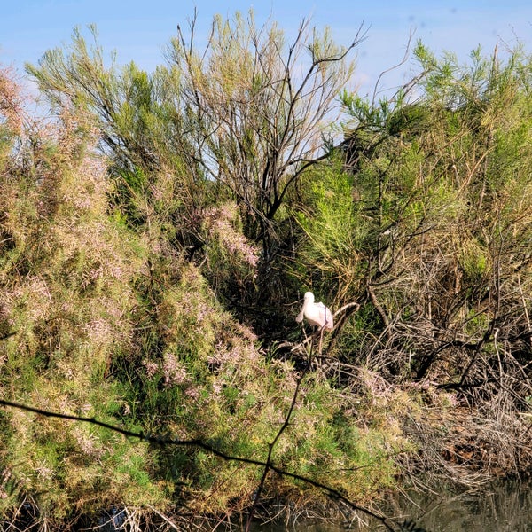 Photos at Gilbert Riparian Preserve at Water Ranch - Gilbert, AZ