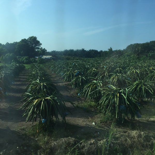 Multi Rich Pitaya Farm - Farm