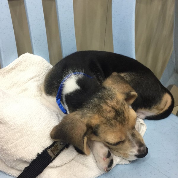 Photos at Gasing Veterinary Hospital - Veterinarian in Petaling Jaya