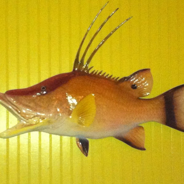 Hognose Snapper Fish