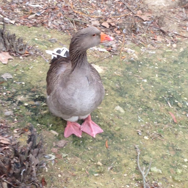 Photos at Parque Urbano de Via Rara - Viarara