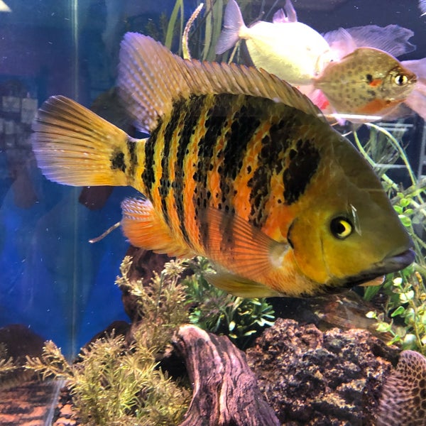 T&T Fish & Reef - Pet Supplies Store