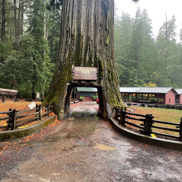 Drive-Thru Tree Park - 23 tips from 1224 visitors