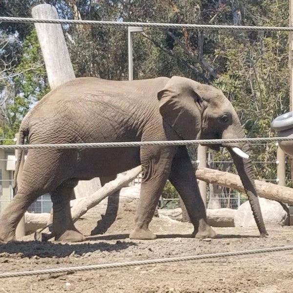Elephant Odyssey - Balboa Park - San Diego, CA