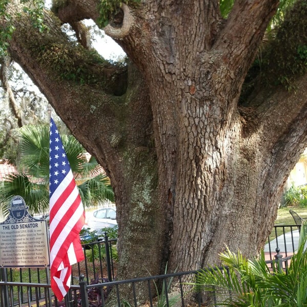 Photos at The Old Senator Tree - Tree