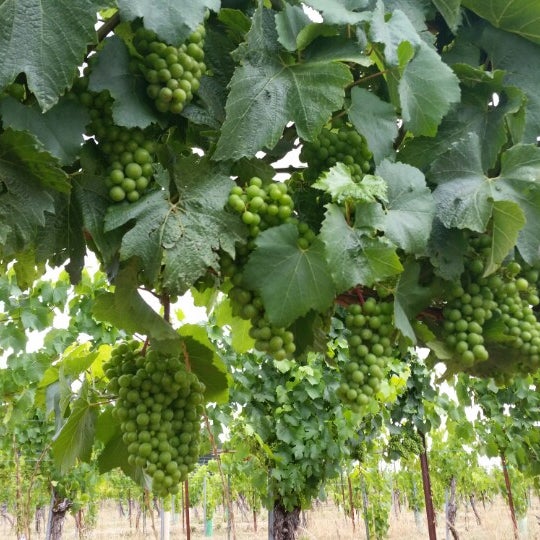 Witness Tree Vineyard - Vineyard in Salem