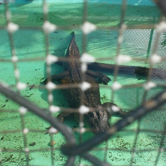 Old Hardhide Gator Cage - Zoo