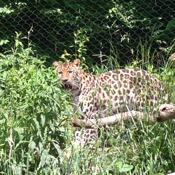 Snow Leopard - Zoo Exhibit in Highland Park