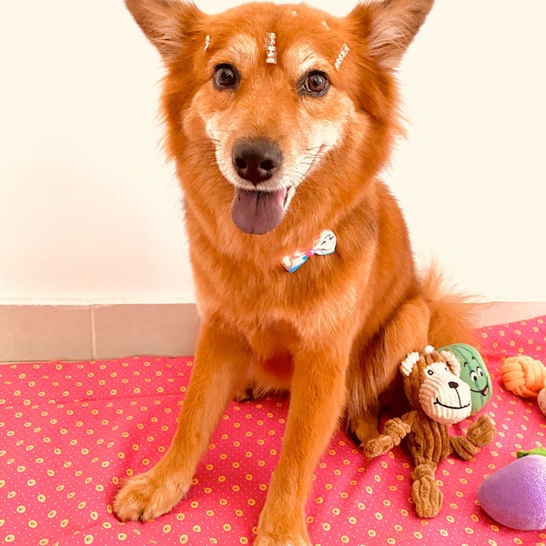 Clube do Ralphie Pet Shop - Flamengo - Rio de Janeiro, RJ