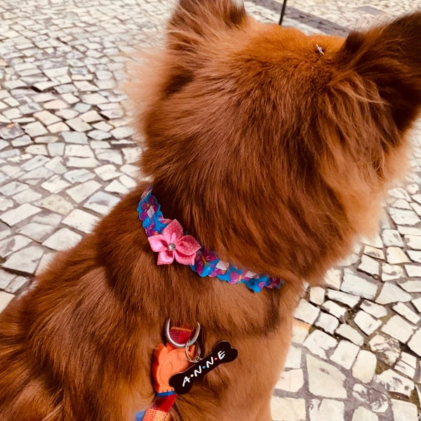 Clube do Ralphie Pet Shop - Flamengo - Rio de Janeiro, RJ