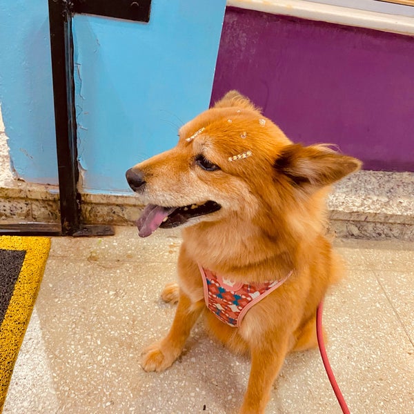 Clube do Ralphie Pet Shop - Flamengo - Rio de Janeiro, RJ