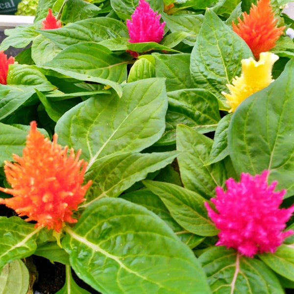 Ranzijn Tuin & Dier - Flower Store in Centrum Almere-Buiten
