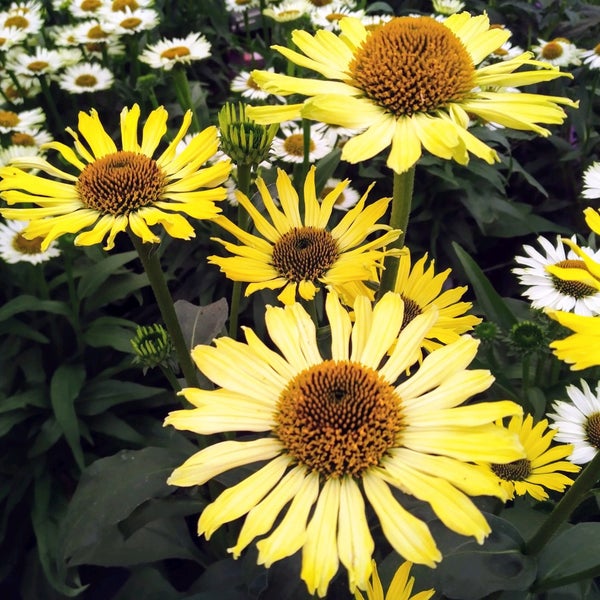 Ranzijn Tuin & Dier - Flower Store in Centrum Almere-Buiten