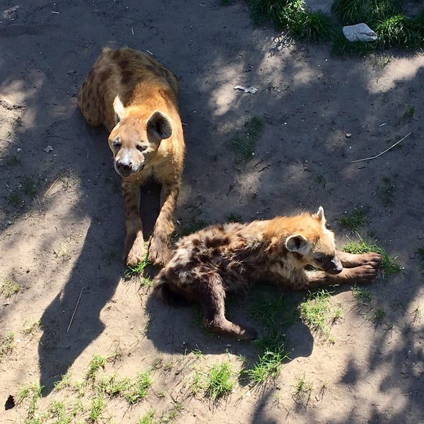 Hyena's - Zoo Exhibit in Blijdorp