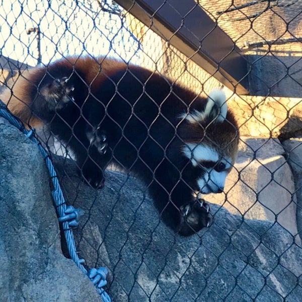 Big Cat Country - Zoo Exhibit in Zoo