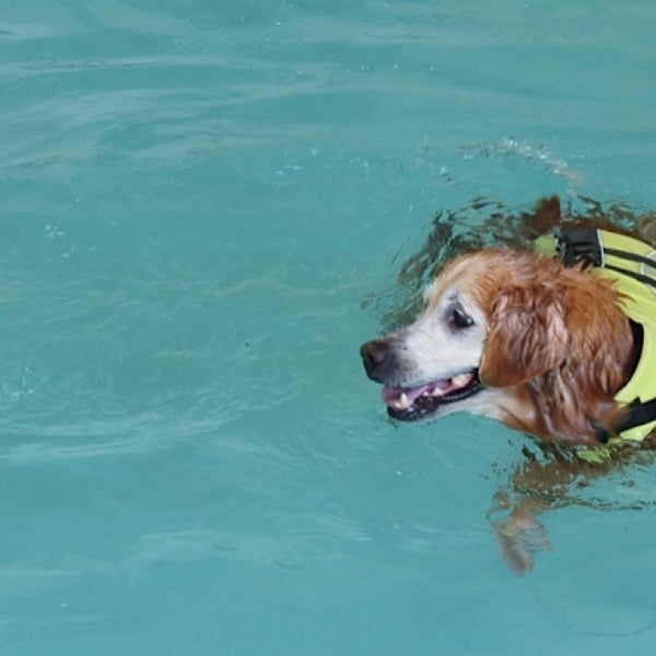 Splash Dog, Inc. (Canine Hydrotherapy & Wellness) - Pet Service in Des ...