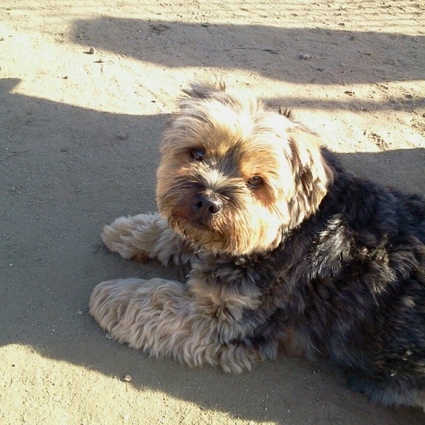 Alice B. Sullivan Dog Park - 3 tips from 74 visitors