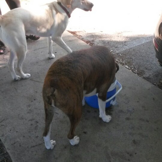 Juno Beach Dog Park - Dog Park in The Bluffs