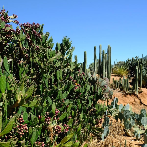 Cactus Country - Garden