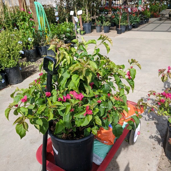 Star Nursery - Flower Store